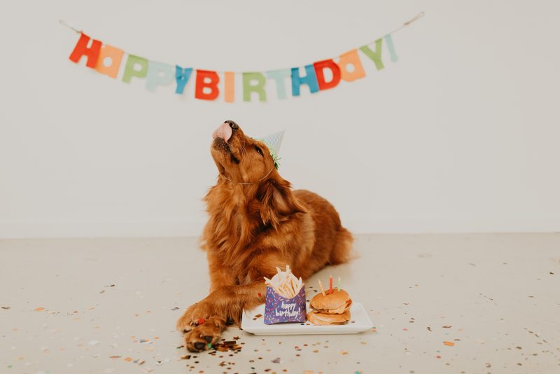 Target Inspired Dog Birthday Party! - Steph Photo Co.