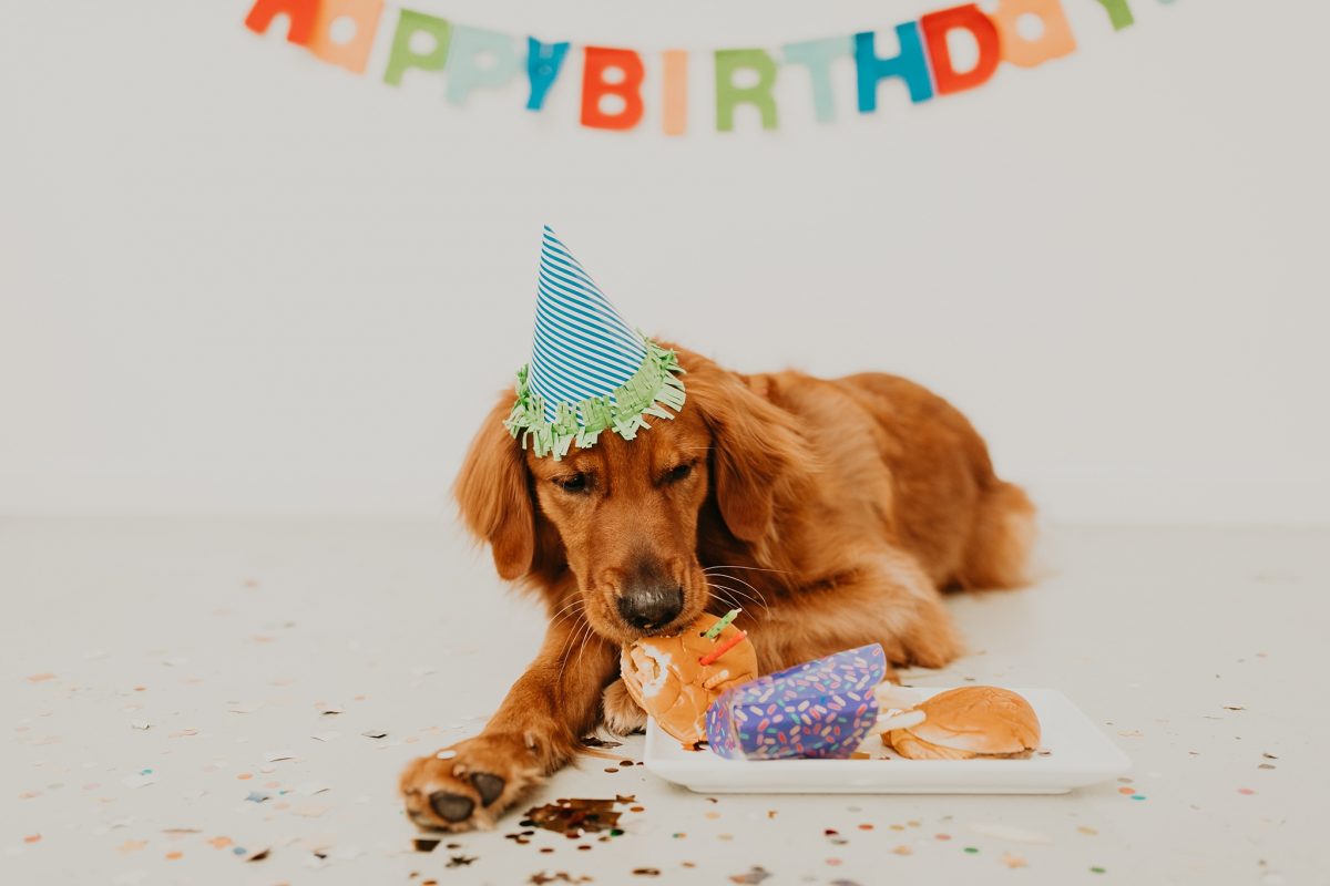 Target Inspired Dog Birthday Party! - Steph Photo Co.