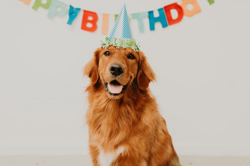 Target Inspired Dog Birthday Party! - Steph Photo Co.